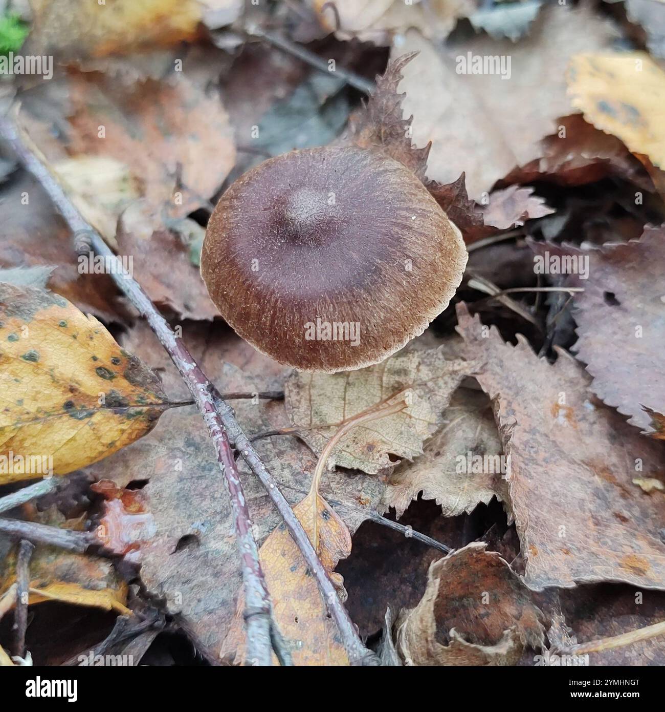 Maroon Brittlestem (Psathyrella bipellis Stock Photo - Alamy