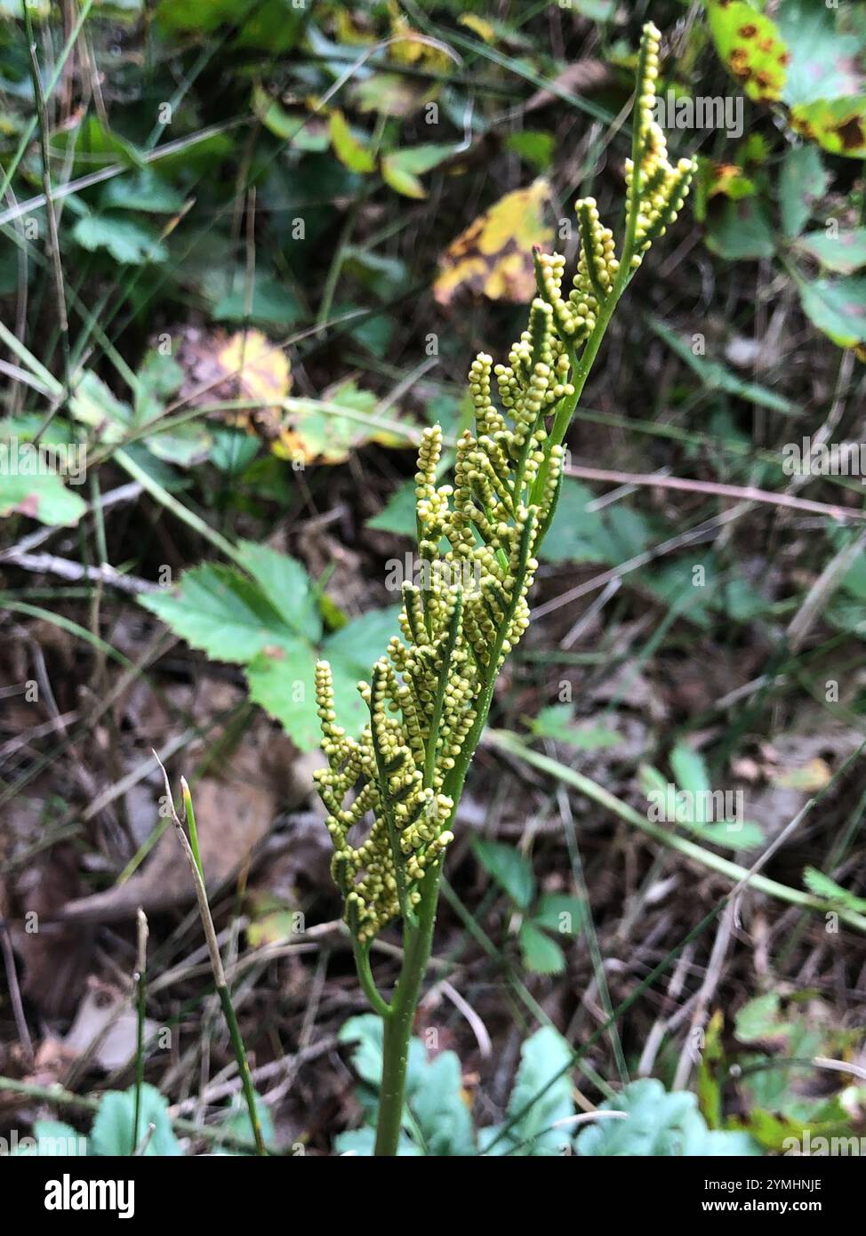 Cutleaf Grapefern (Sceptridium dissectum Stock Photo - Alamy