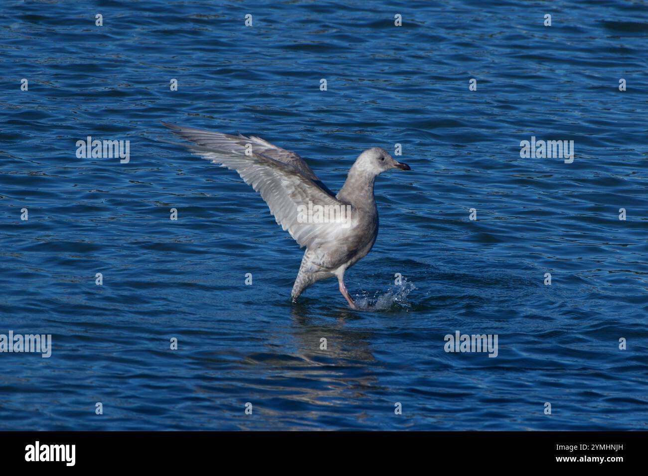 Larus glaucoides thayeri hi-res stock photography and images - Alamy