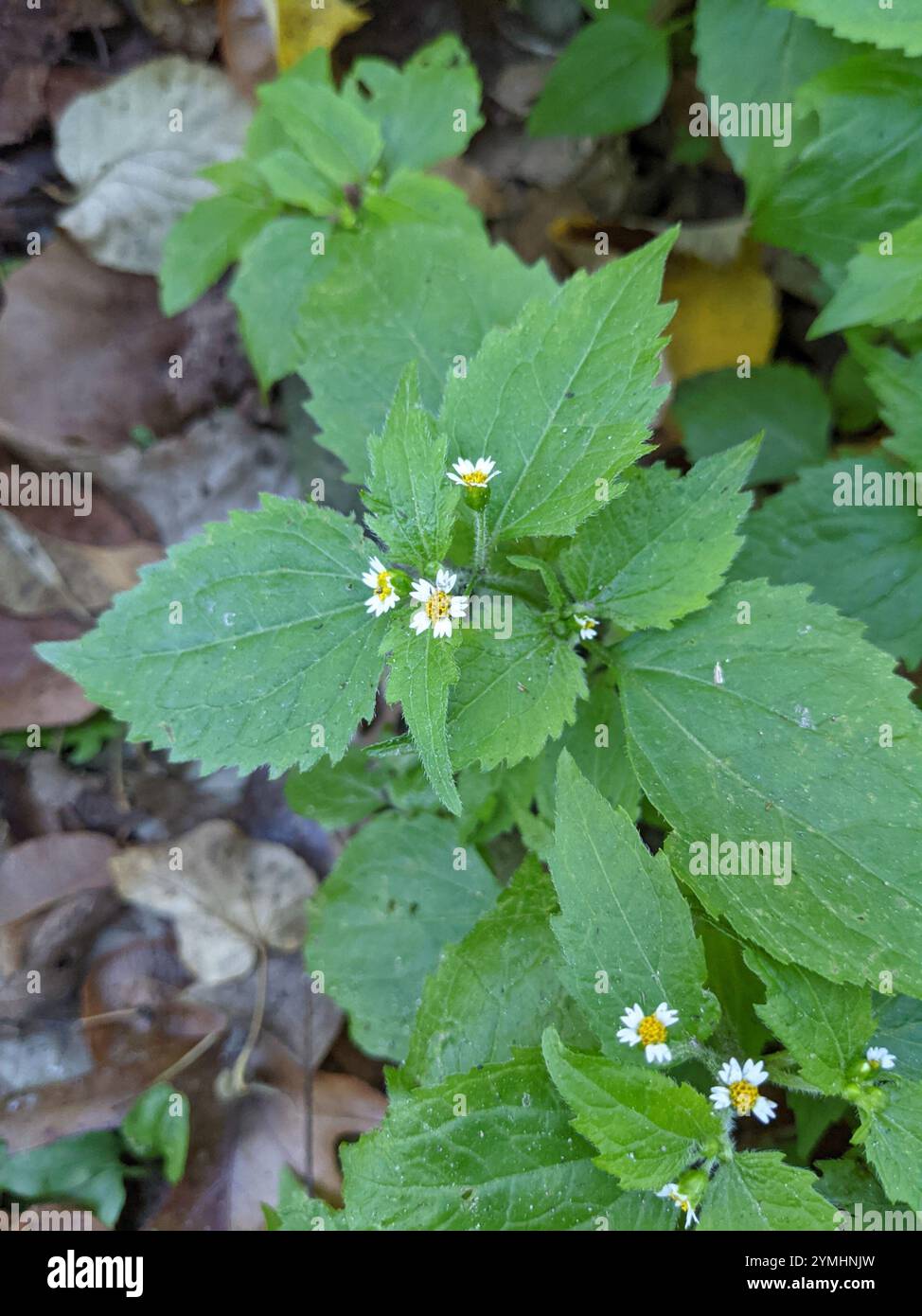 shaggy soldier (Galinsoga quadriradiata Stock Photo - Alamy