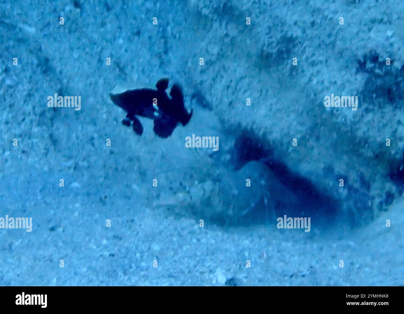 Red Sea Whitecap Shrimpgoby (Lotilia graciliosa Stock Photo - Alamy