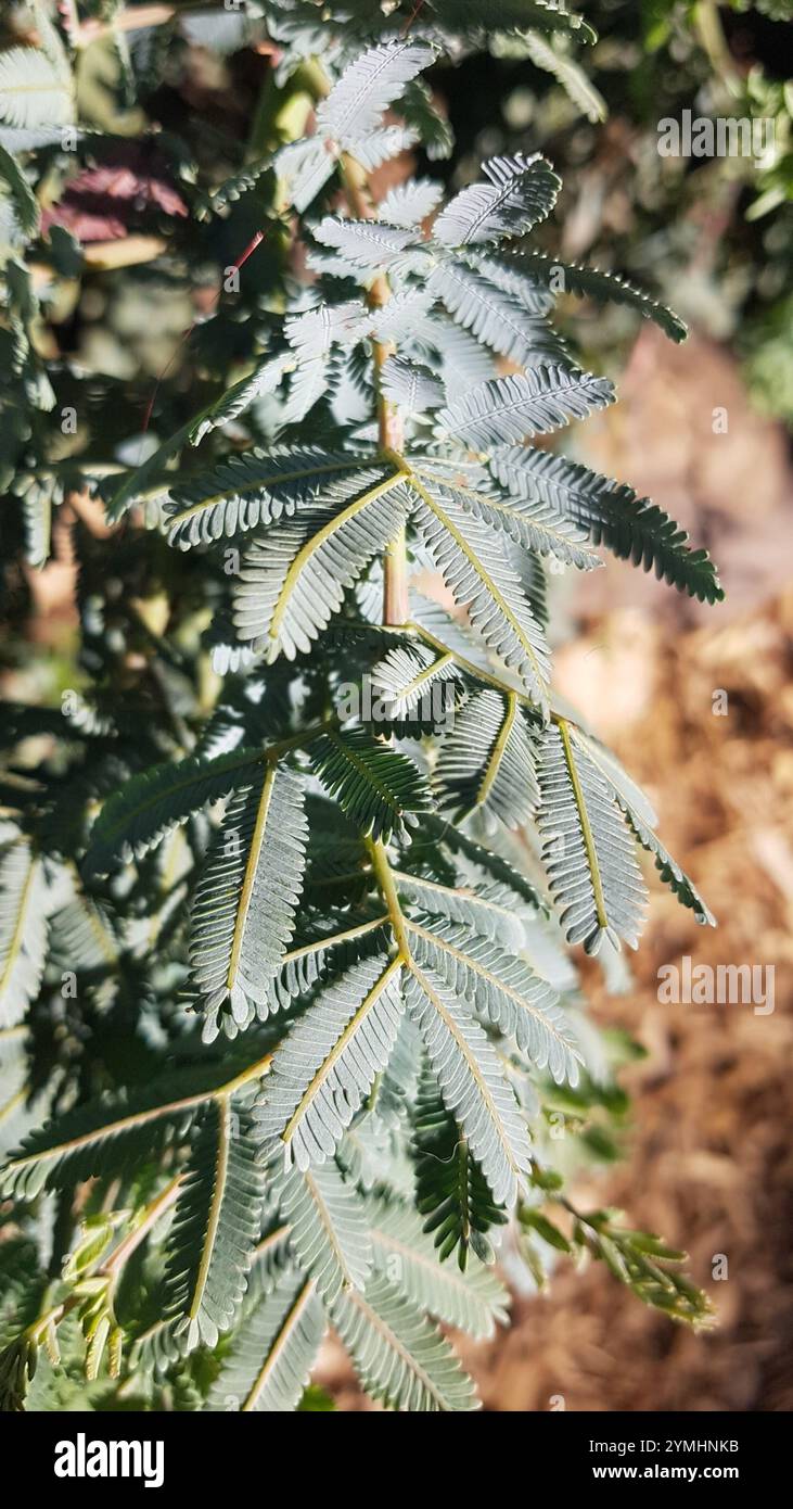 Cootamundra wattle acacia baileyana hi-res stock photography and images ...