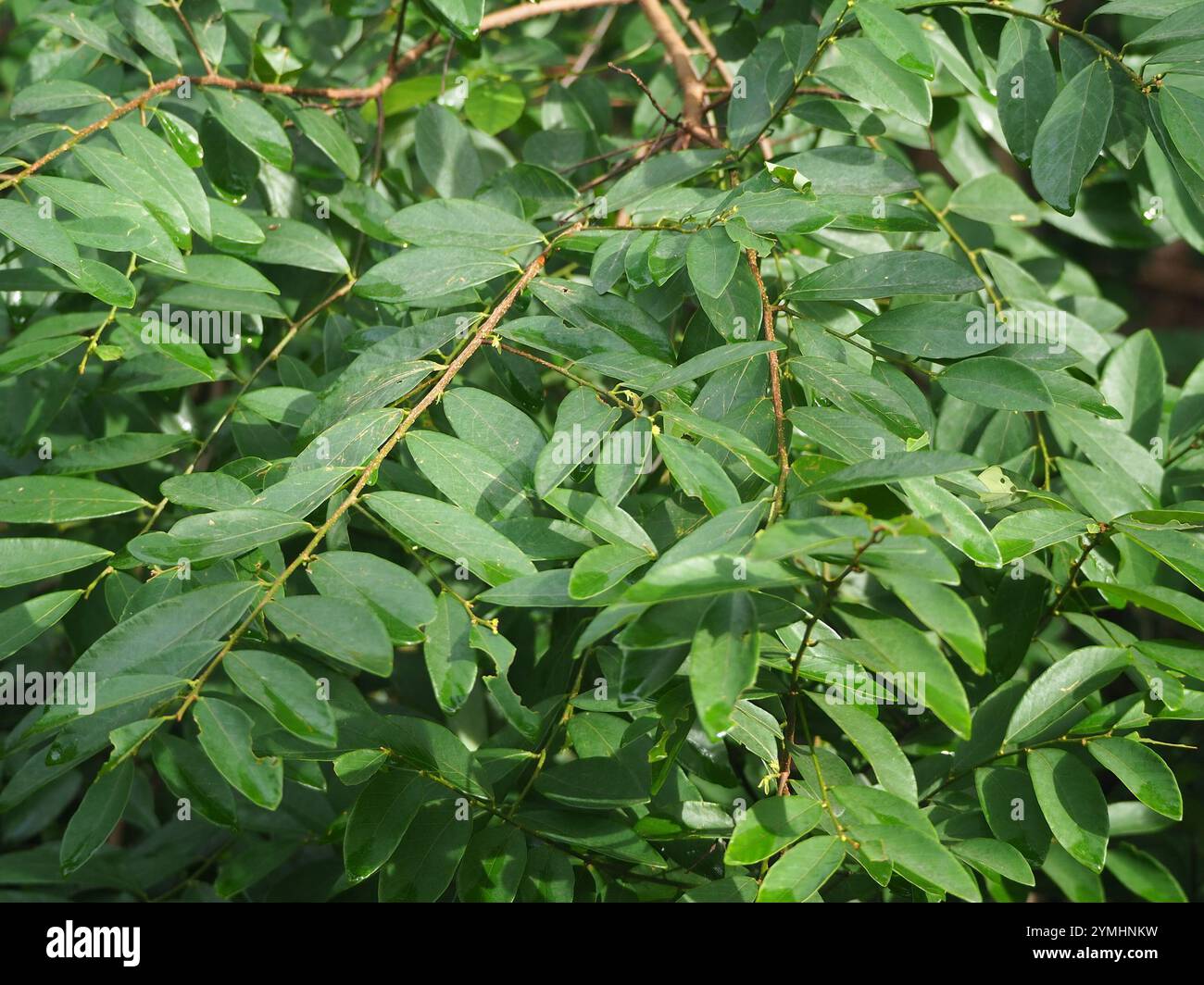 Pop-gun Seed (Bridelia tomentosa Stock Photo - Alamy