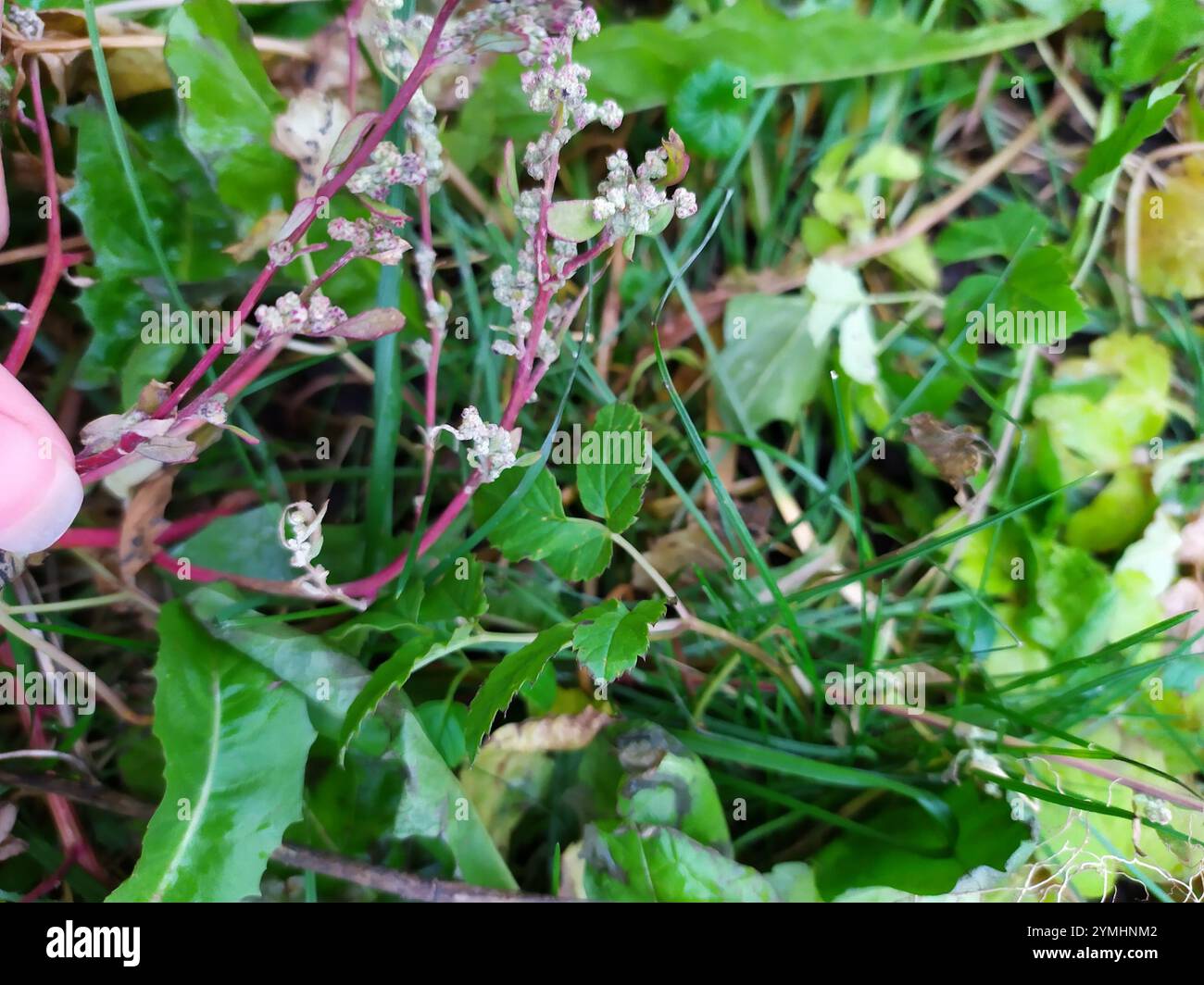 oak-leaved goosefoot (Oxybasis glauca Stock Photo - Alamy