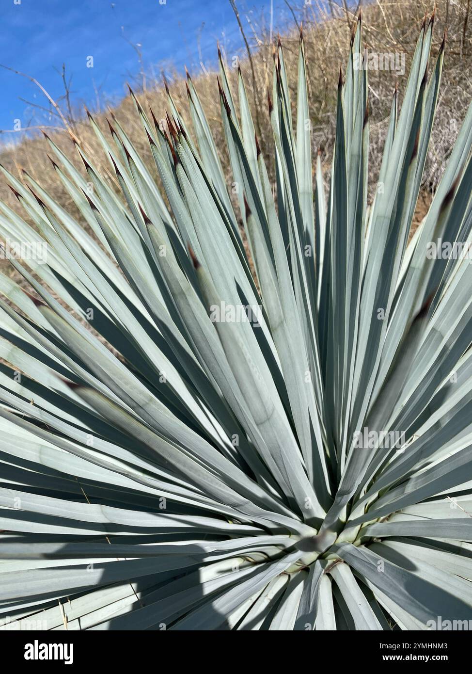 Century plant subfamily (Agavoideae Stock Photo - Alamy