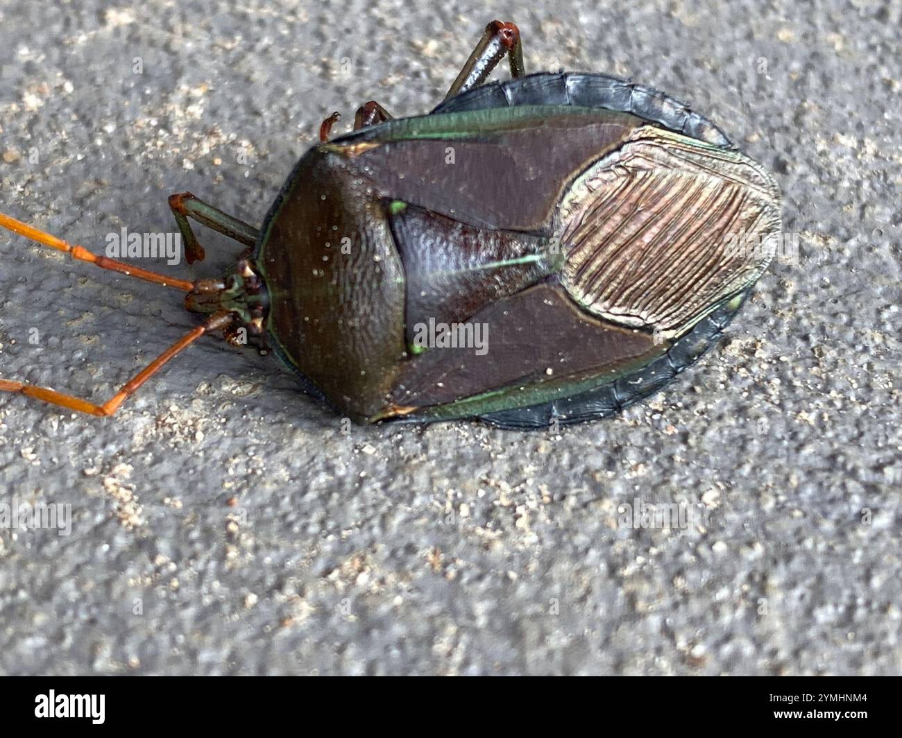 Bronze Orange Bug (Musgraveia sulciventris Stock Photo - Alamy