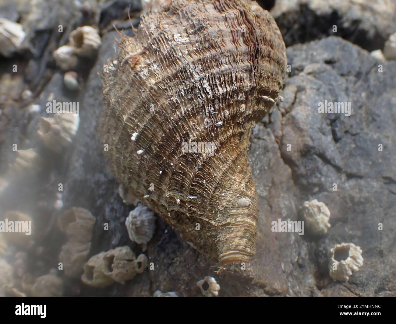 Oregon Hairy Triton Snail (Fusitriton oregonensis Stock Photo - Alamy