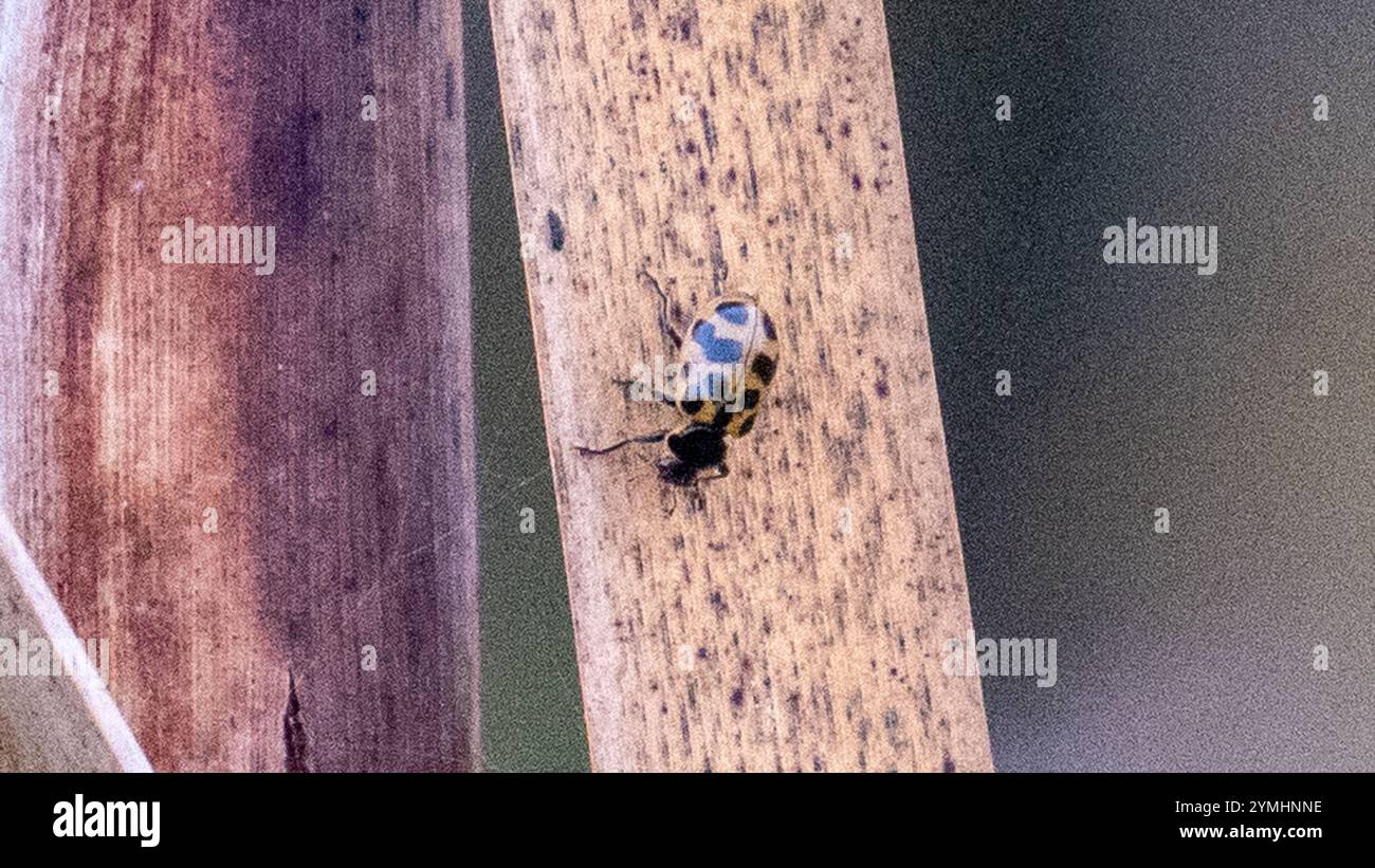 Thirteen-spotted Lady Beetle (Hippodamia tredecimpunctata Stock Photo ...