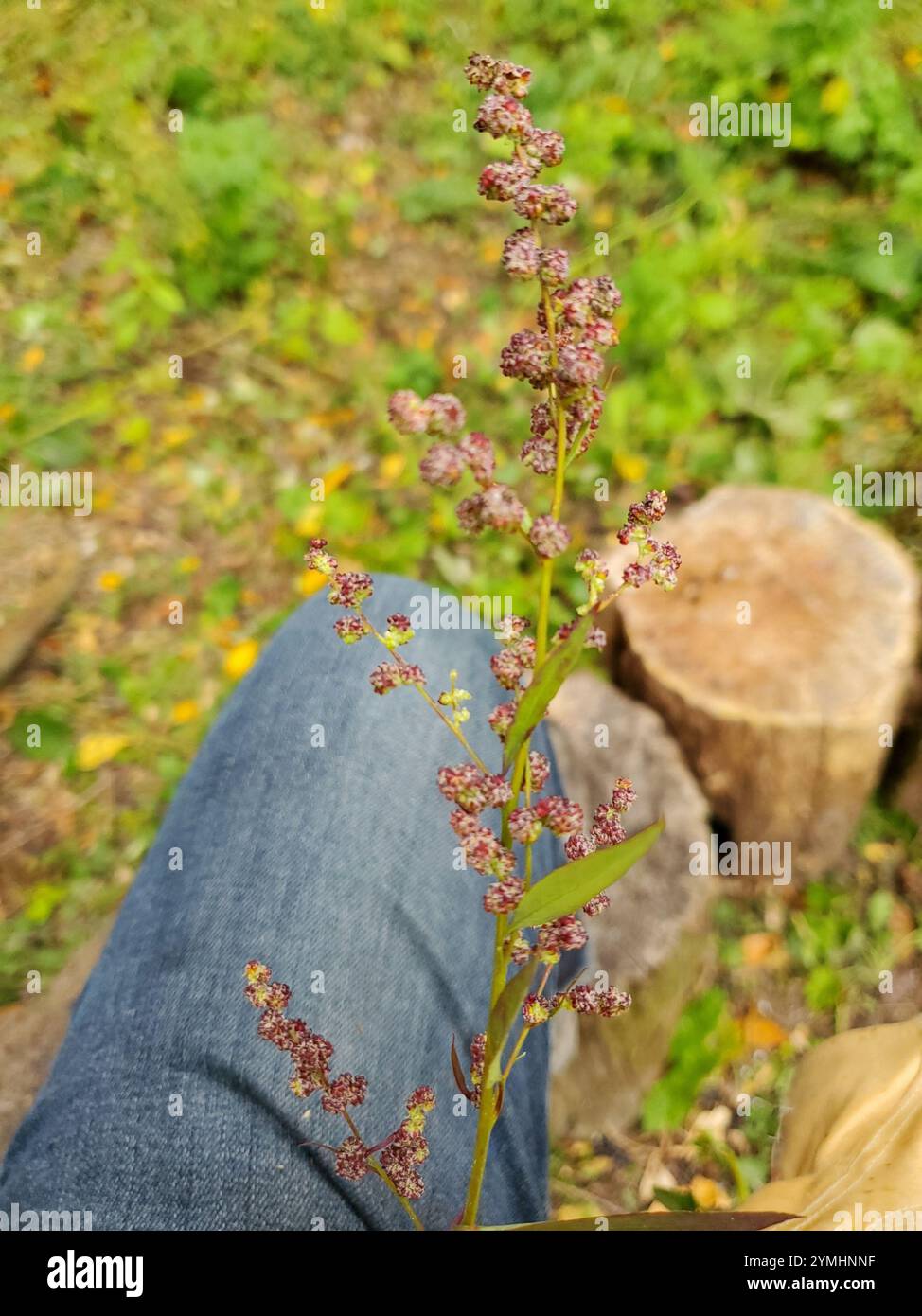 Subfamily chenopodioideae hi-res stock photography and images - Alamy
