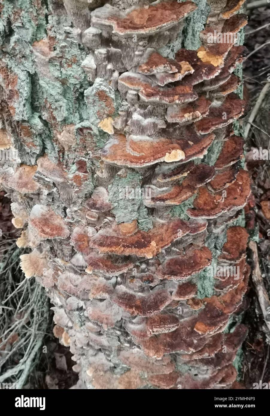 Alder Bracket (Mensularia radiata Stock Photo - Alamy