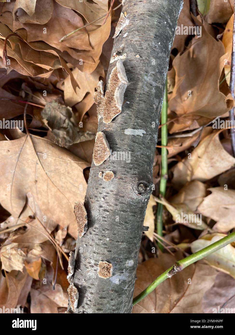 brown-toothed crust fungus (Hydnoporia olivacea Stock Photo - Alamy