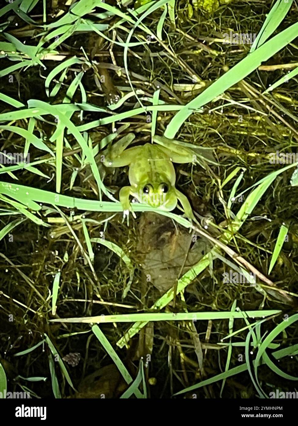 Lesser Swimming Frog (Pseudis minuta Stock Photo - Alamy