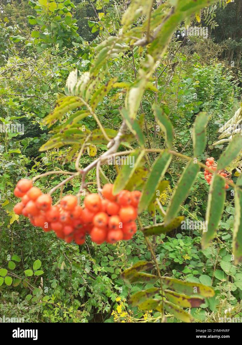 European mountain ash (Sorbus aucuparia Stock Photo - Alamy