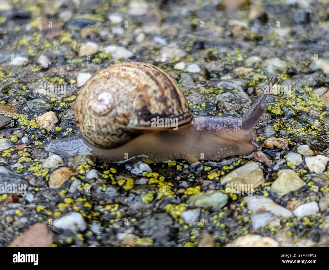 Garden Snail (Cornu aspersum Stock Photo - Alamy