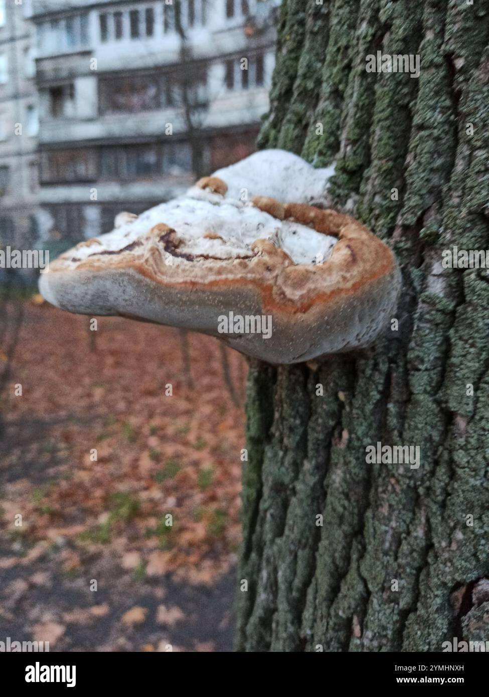 Willow Bracket (Phellinus igniarius Stock Photo - Alamy