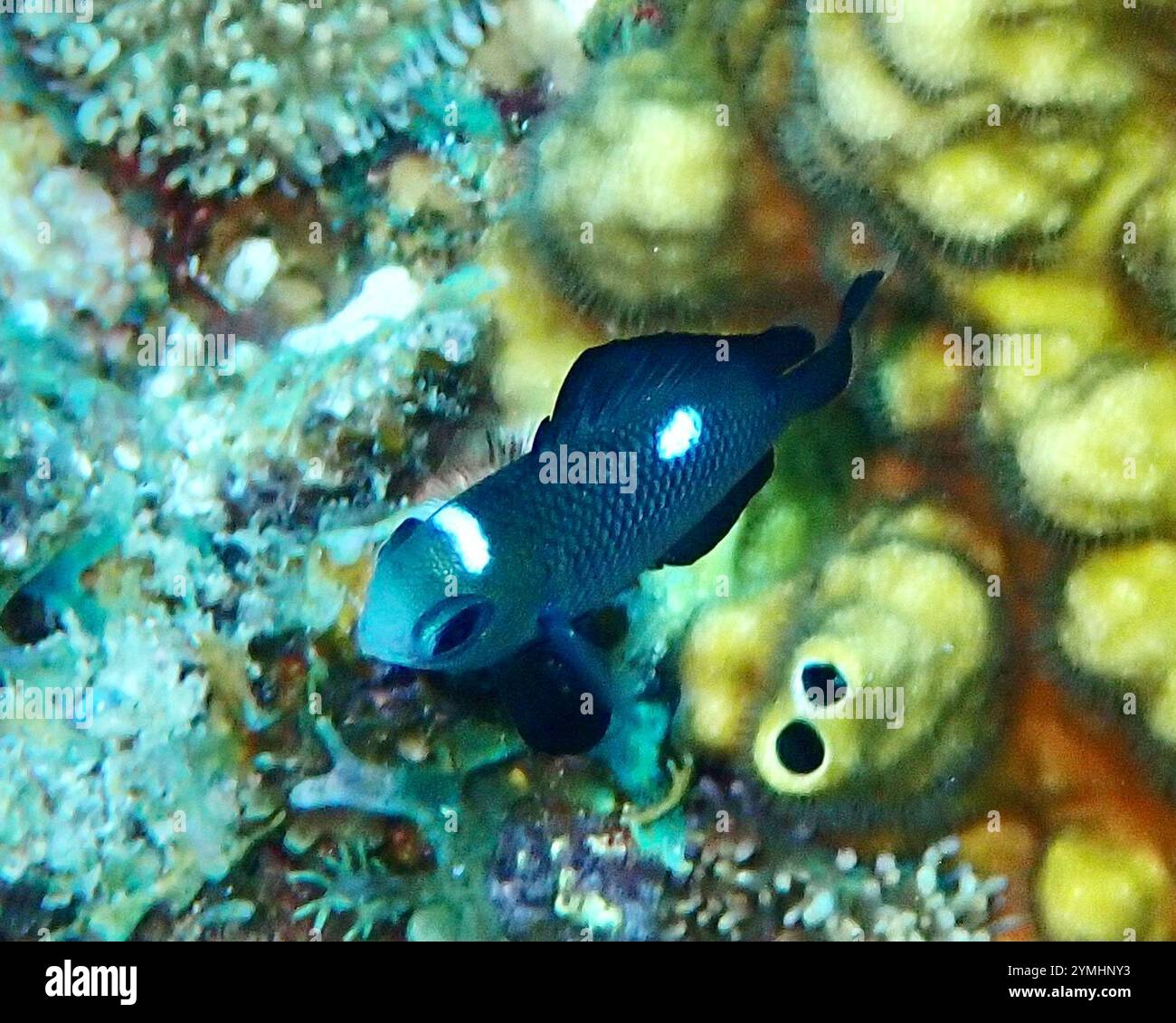 Three-spot Dascyllus (Dascyllus trimaculatus Stock Photo - Alamy