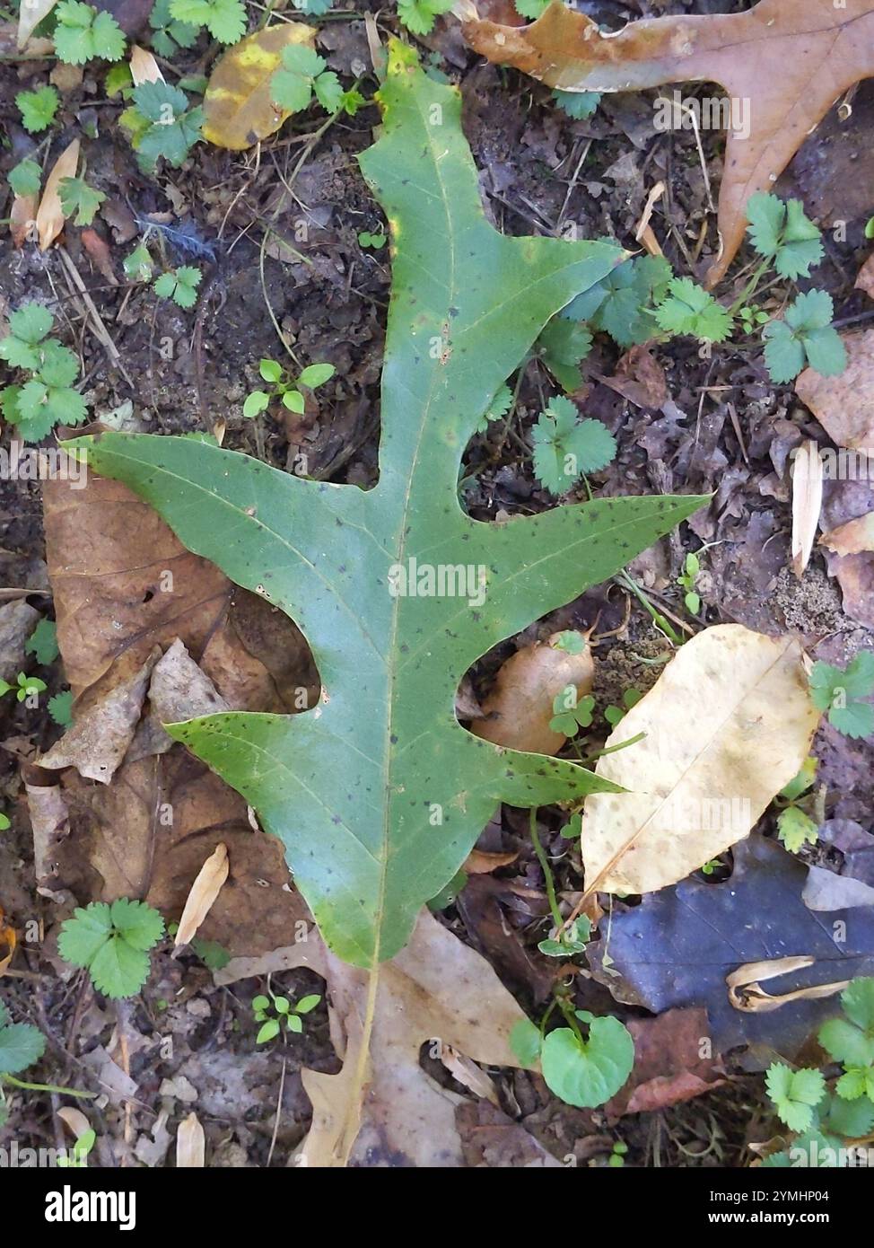 southern red oak (Quercus falcata Stock Photo - Alamy