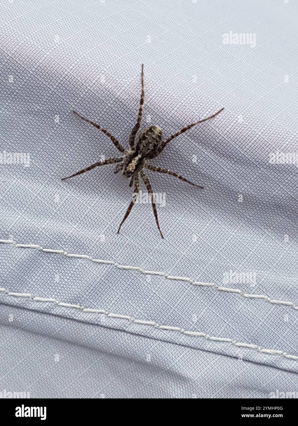 Thin-legged Wolf Spiders (Pardosa Stock Photo - Alamy