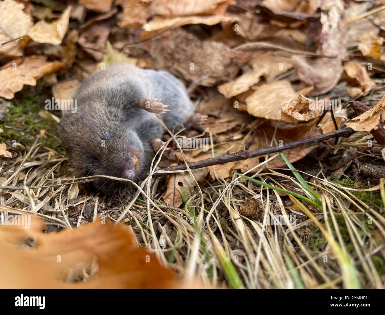 Woodland Vole (Microtus pinetorum Stock Photo - Alamy