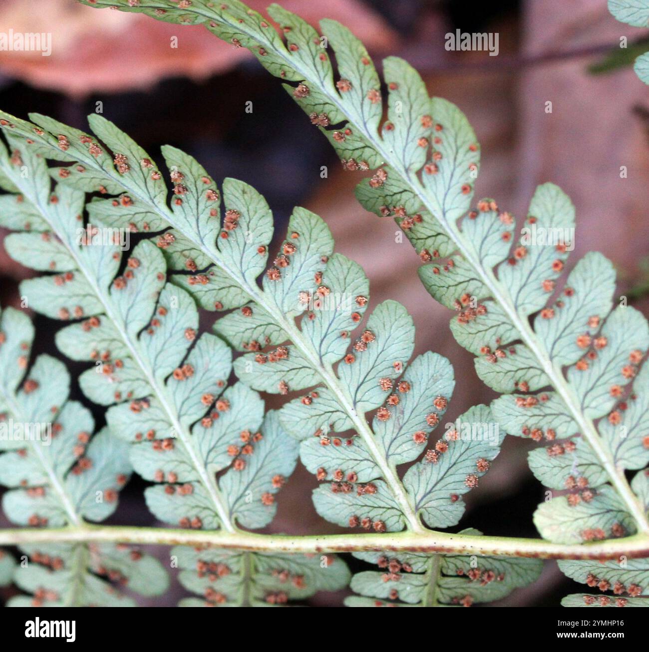 marginal wood fern (Dryopteris marginalis Stock Photo - Alamy