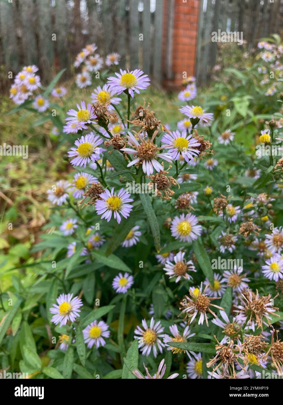 New York aster (Symphyotrichum novi-belgii Stock Photo - Alamy