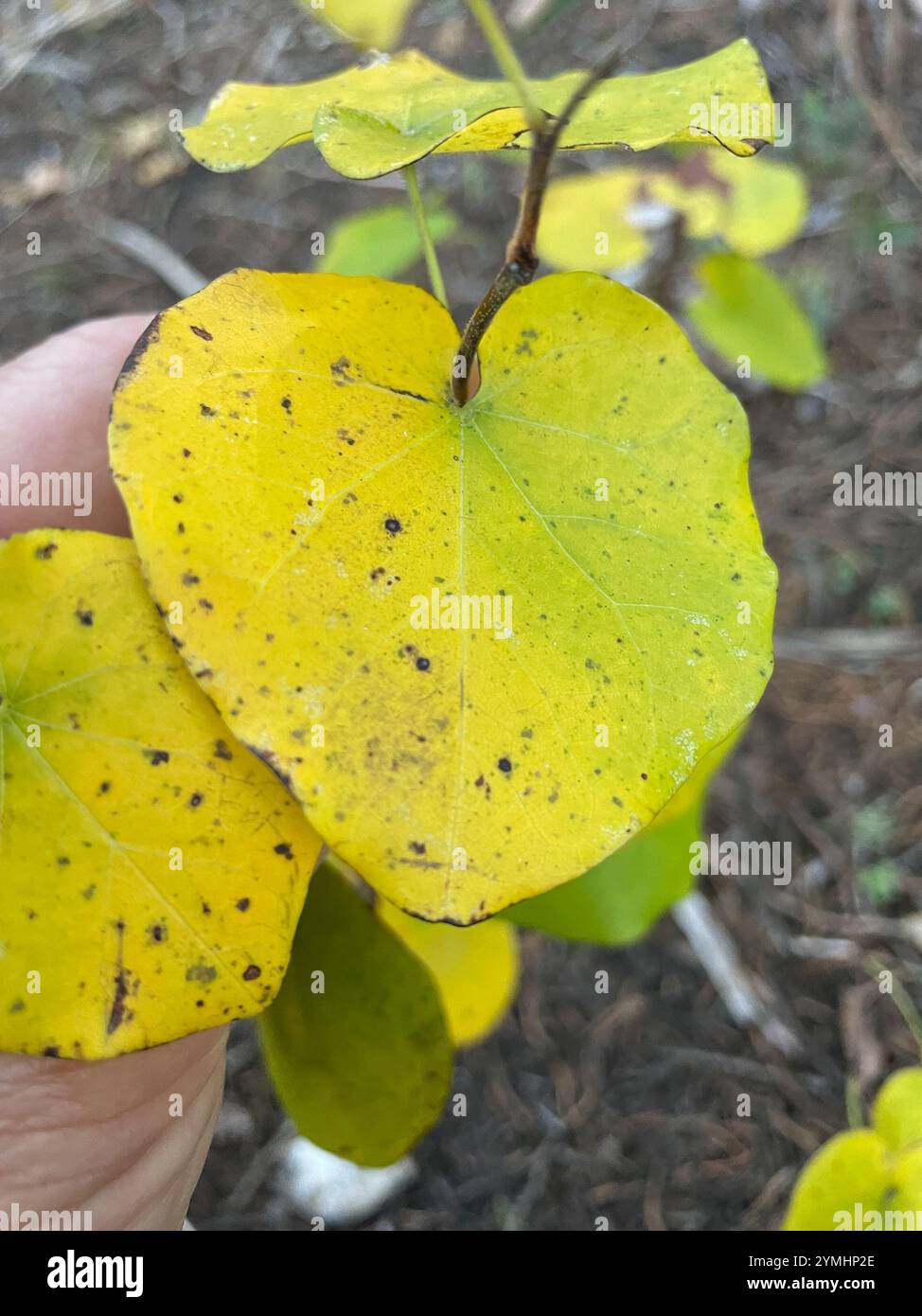 Texas redbud (Cercis canadensis texensis Stock Photo - Alamy