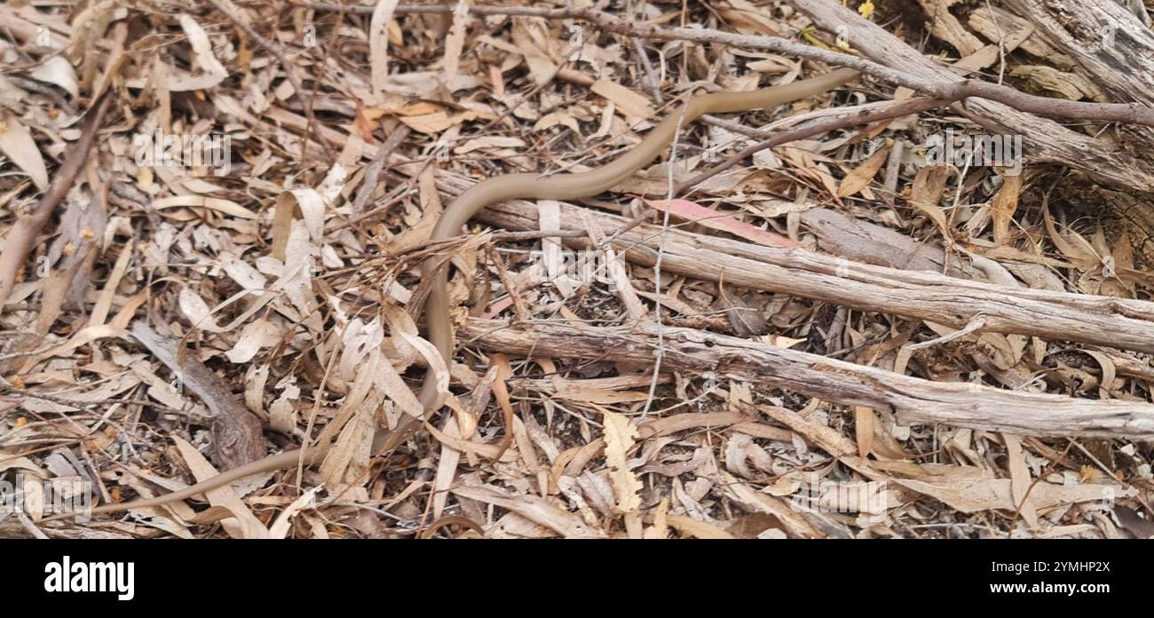 Eastern Brown Snake (Pseudonaja textilis Stock Photo - Alamy
