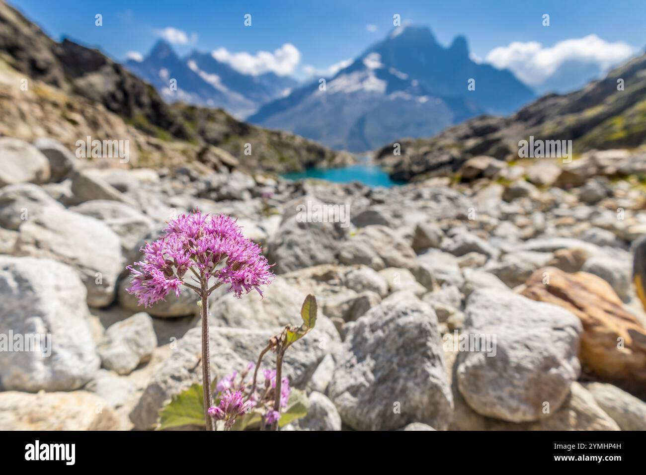 Petit Dru granite mountain wall and summit in Chamonix valley, french ...