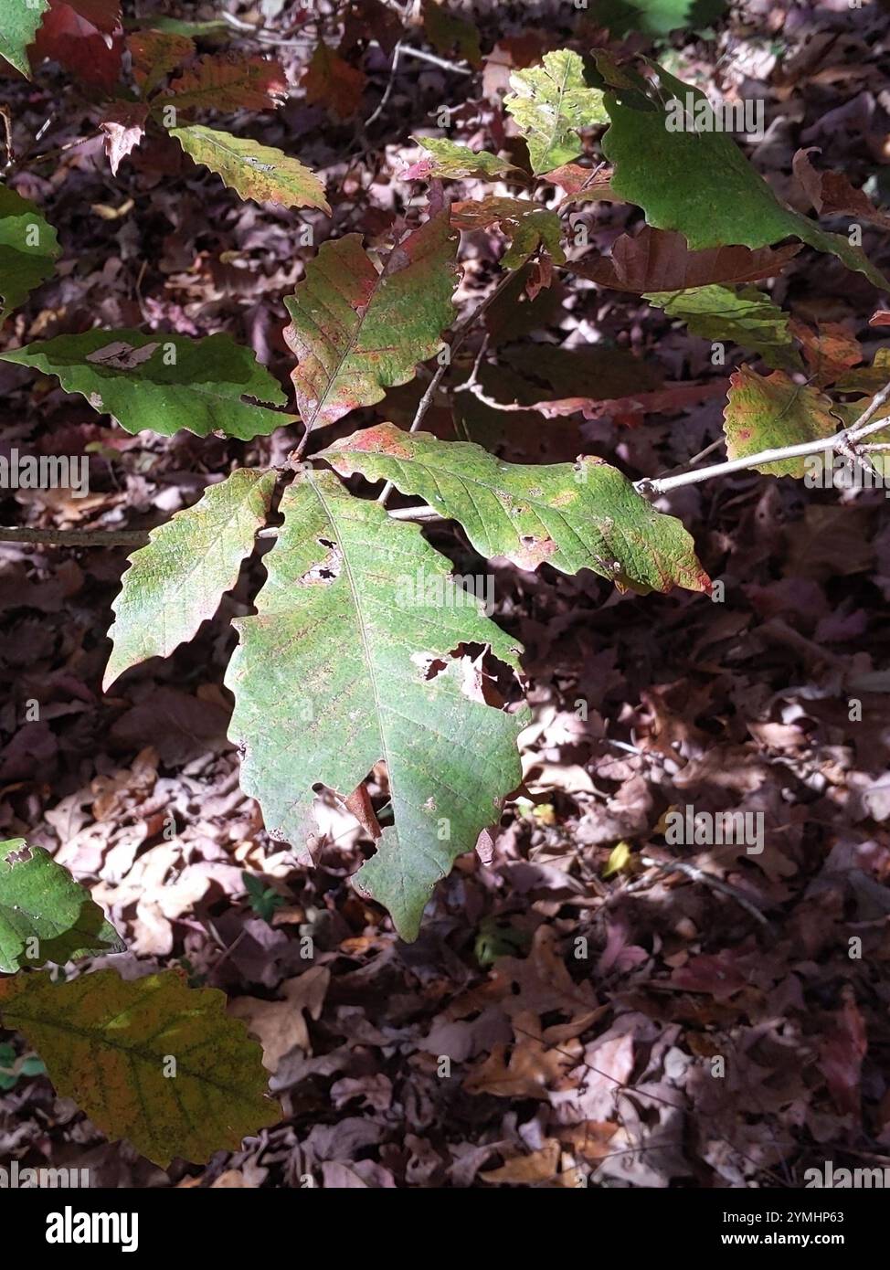 swamp chestnut oak (Quercus michauxii Stock Photo - Alamy