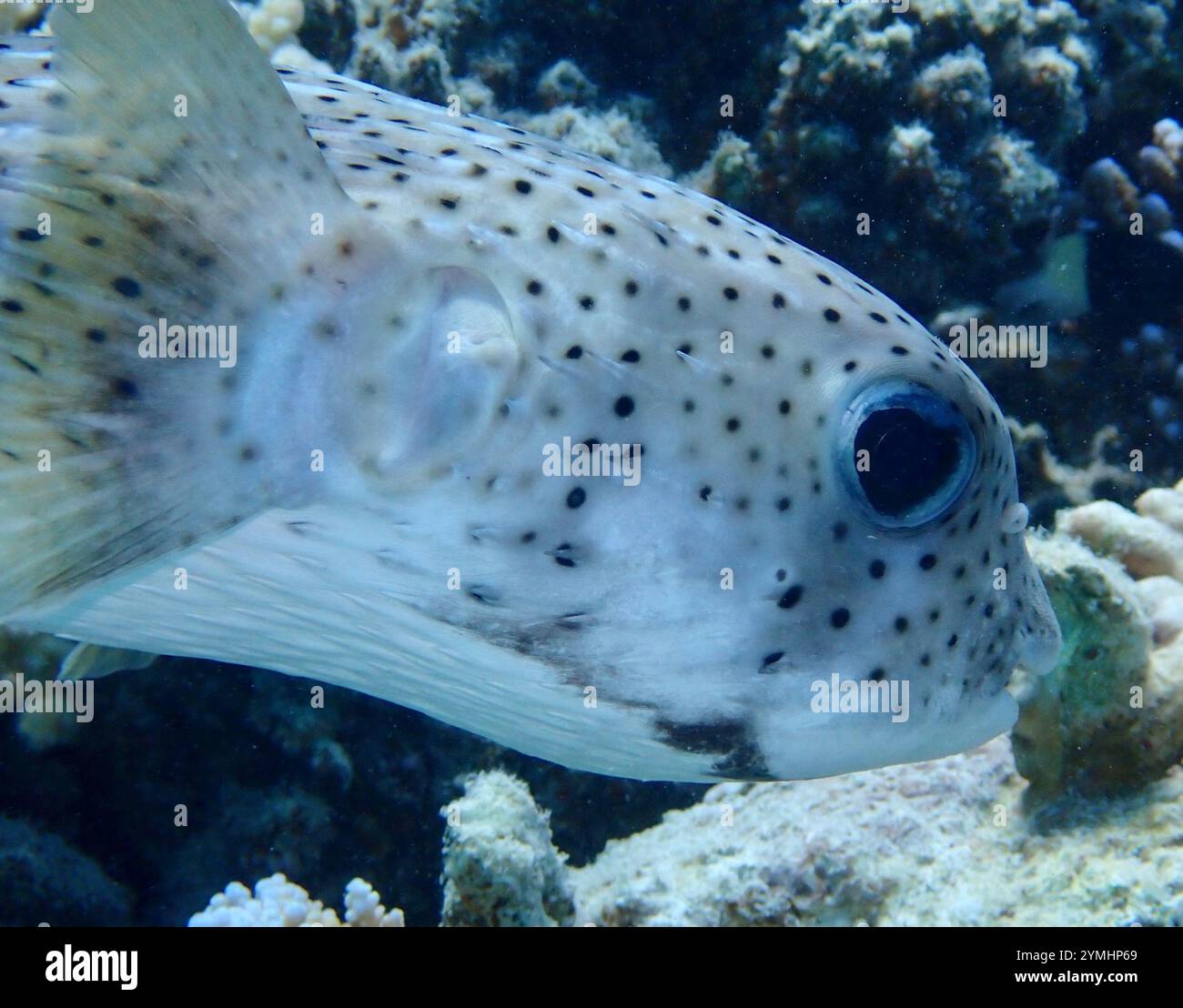 Spotted Porcupinefish (Diodon hystrix Stock Photo - Alamy