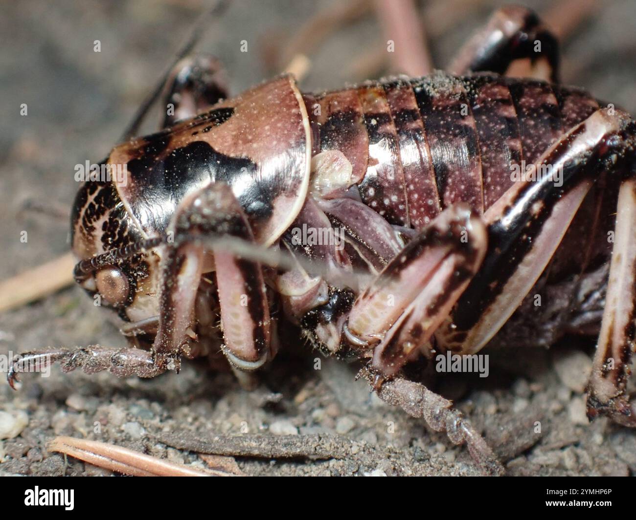 Great Grig (Cyphoderris monstrosa Stock Photo - Alamy