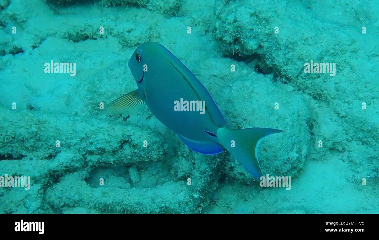 Caribbean Ocean Surgeonfish (Acanthurus tractus Stock Photo - Alamy