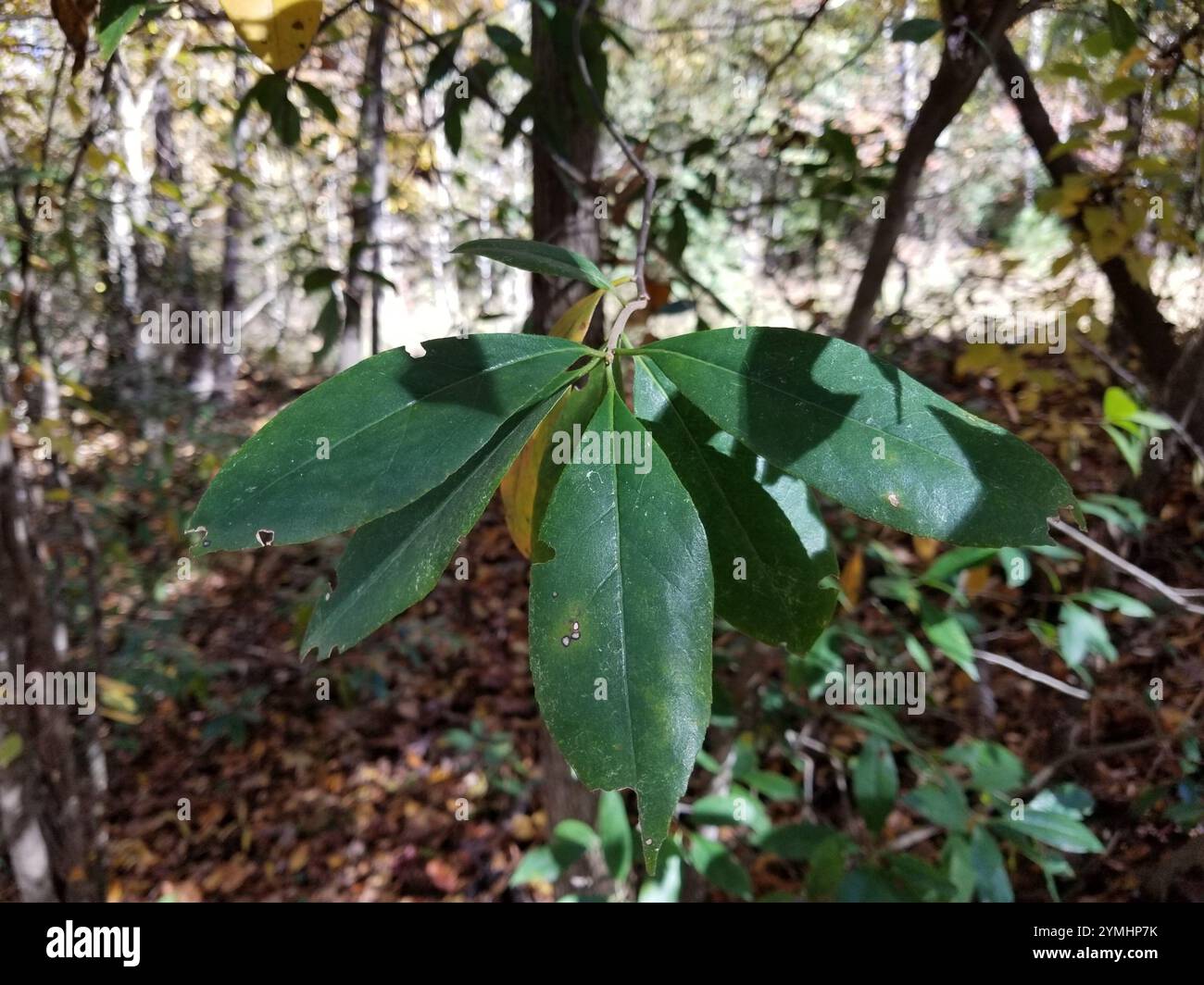 Sweetleaf (Symplocos tinctoria Stock Photo - Alamy
