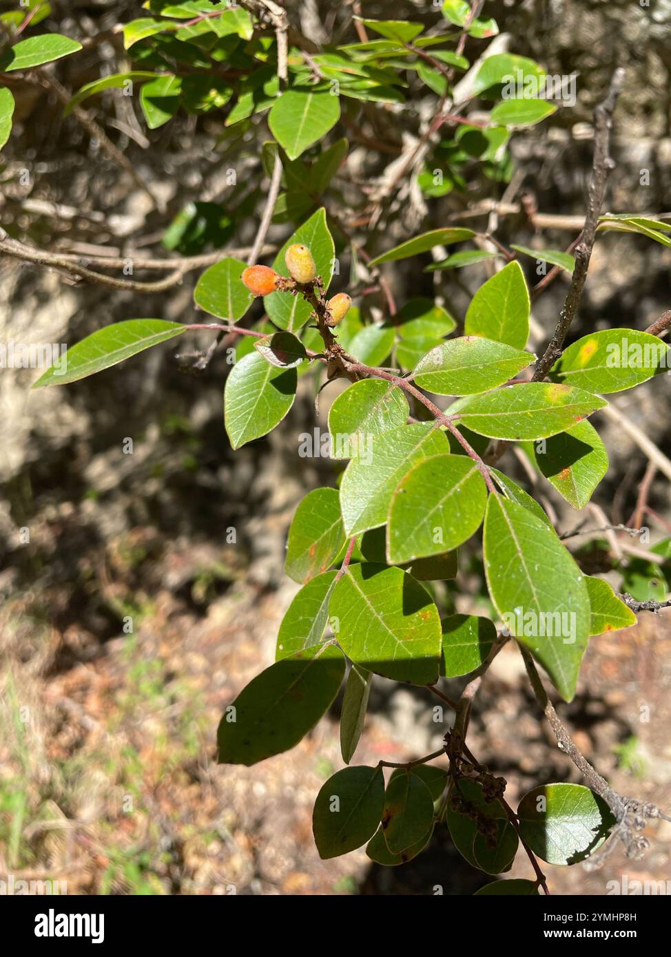 evergreen sumac (Rhus virens Stock Photo - Alamy