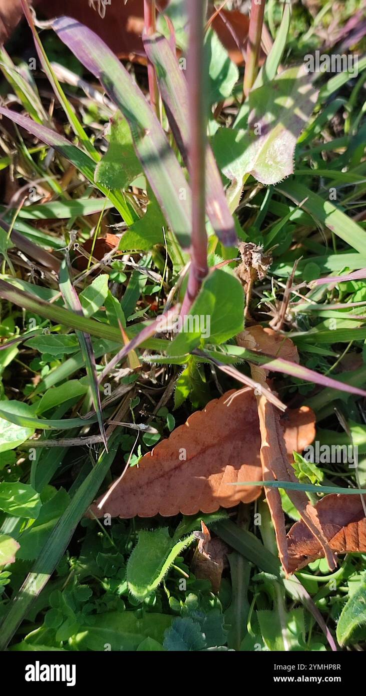 Bothriochloa ischaemum hi-res stock photography and images - Alamy
