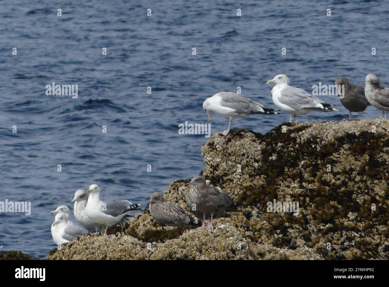 California Gull (Larus californicus Stock Photo - Alamy