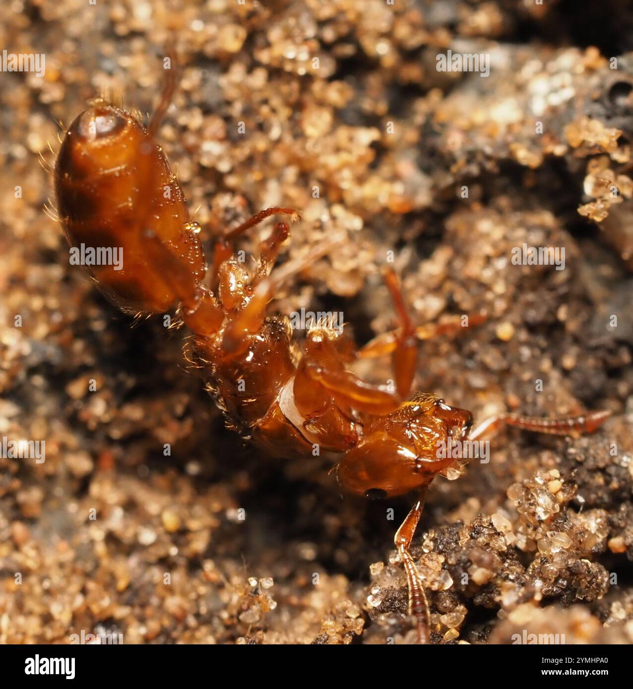 Common Citronella Ant (Lasius claviger Stock Photo - Alamy