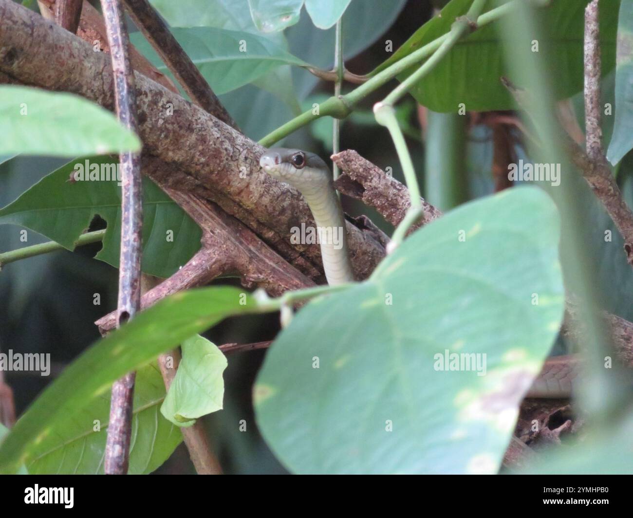 Boddaert's Tropical Racer (Mastigodryas boddaerti Stock Photo - Alamy