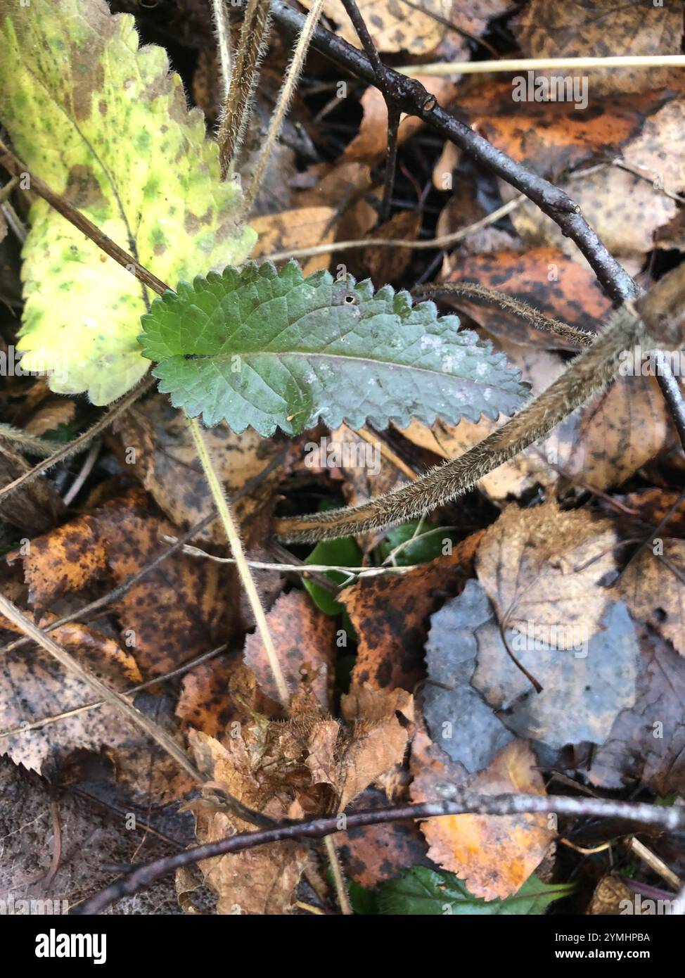 common hedge-nettle (Betonica officinalis Stock Photo - Alamy