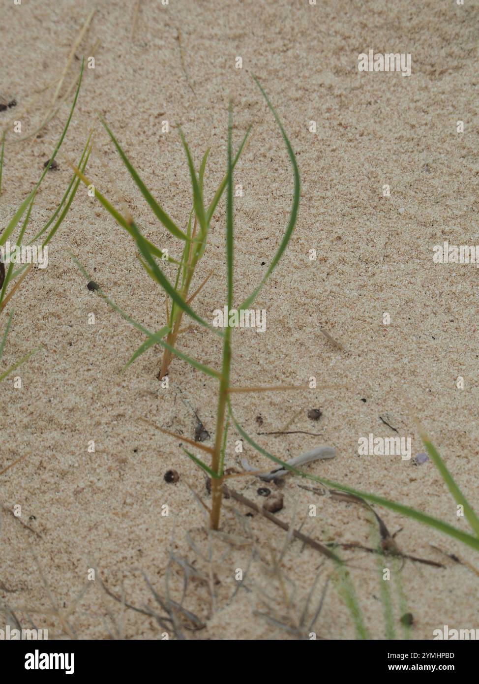 seashore dropseed (Sporobolus virginicus Stock Photo - Alamy