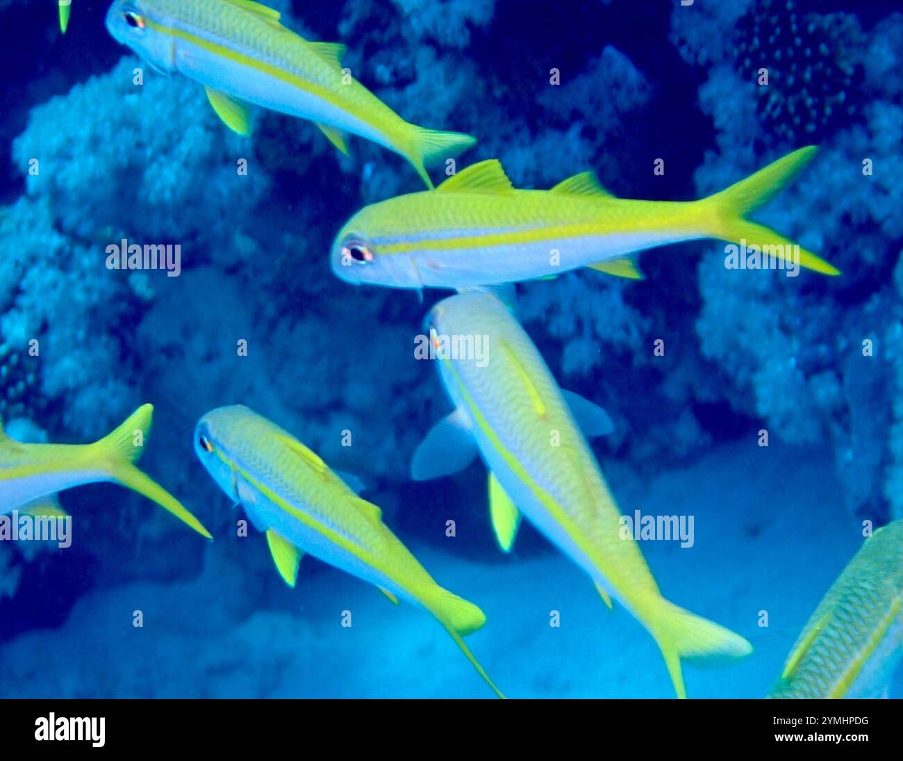 Yellowfin Goatfish (Mulloidichthys vanicolensis Stock Photo - Alamy