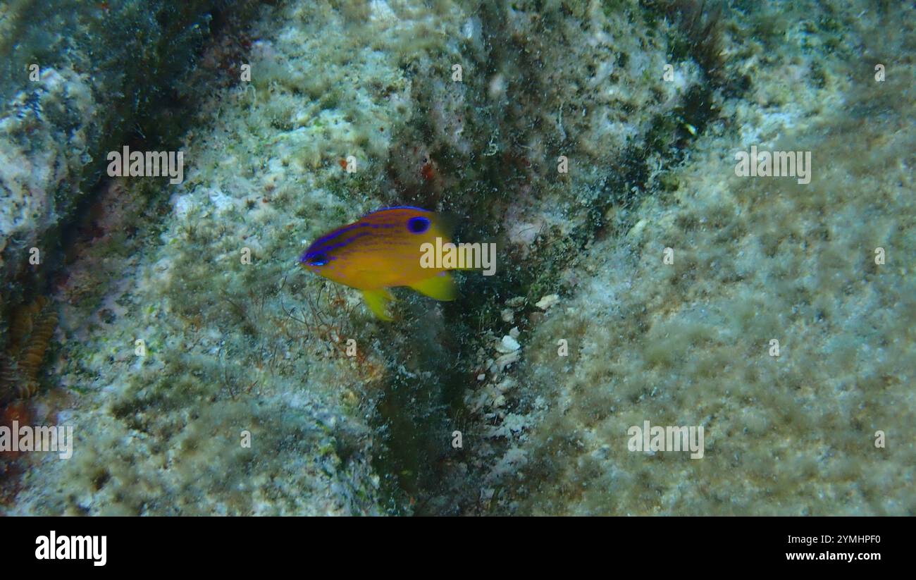 Longfin damselfish hi-res stock photography and images - Alamy