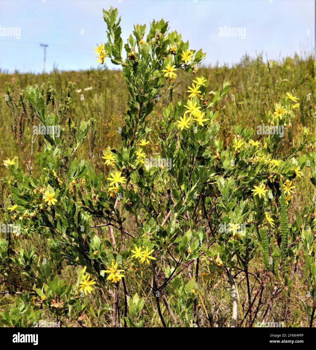 Bietou (Osteospermum moniliferum moniliferum Stock Photo - Alamy
