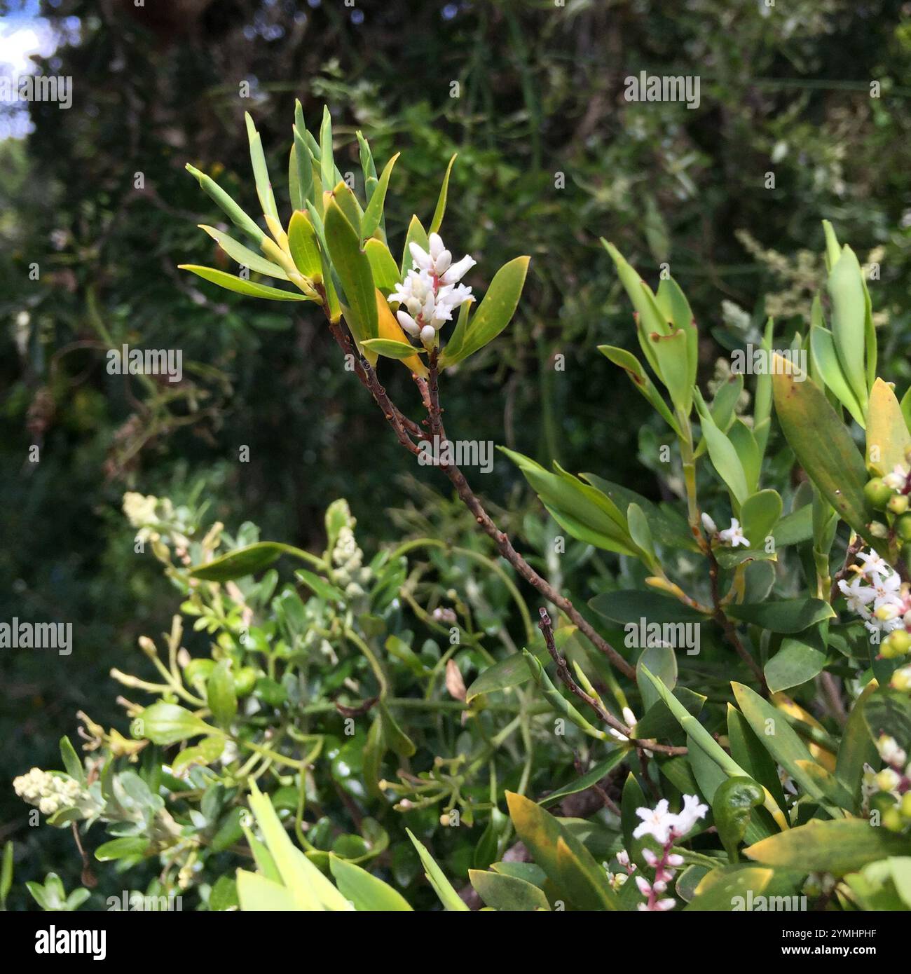 coastal beard-heath (Leucopogon parviflorus Stock Photo - Alamy