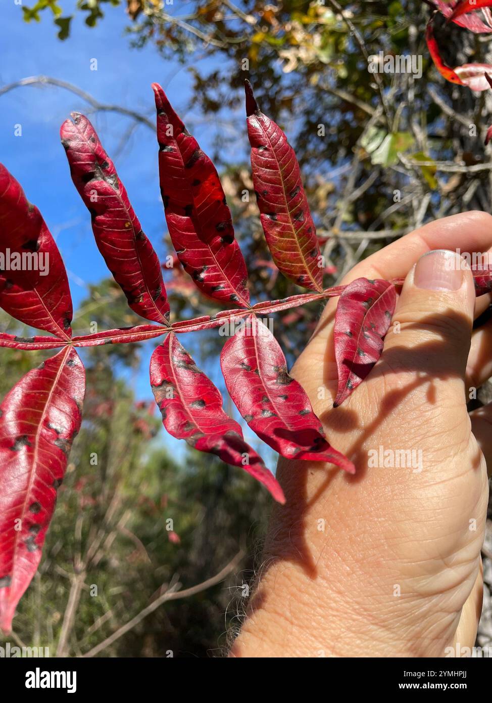shining sumac (Rhus copallinum Stock Photo - Alamy