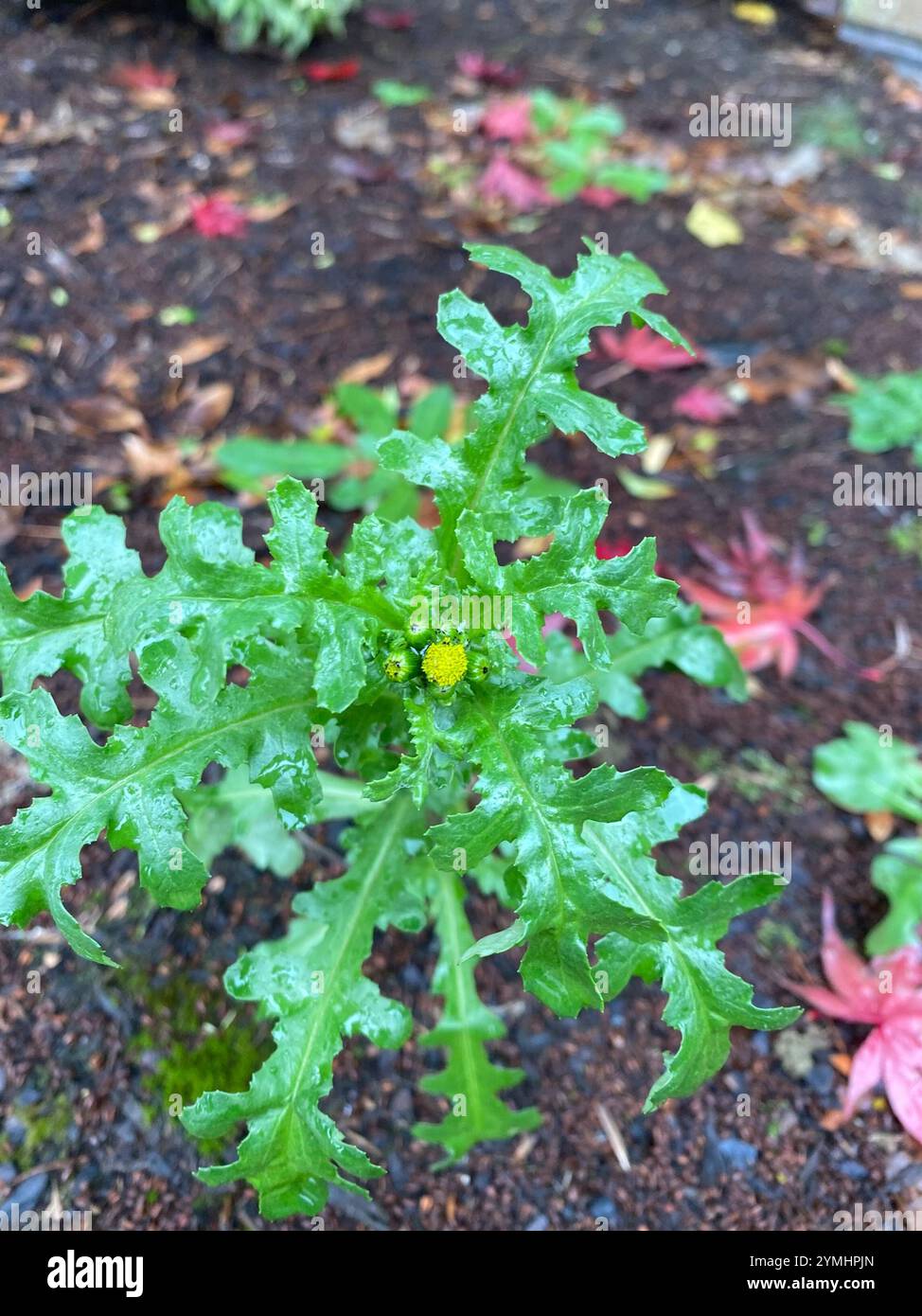 common groundsel (Senecio vulgaris Stock Photo - Alamy