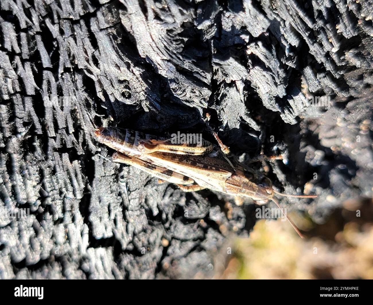 Devastating Grasshopper (Melanoplus devastator Stock Photo - Alamy
