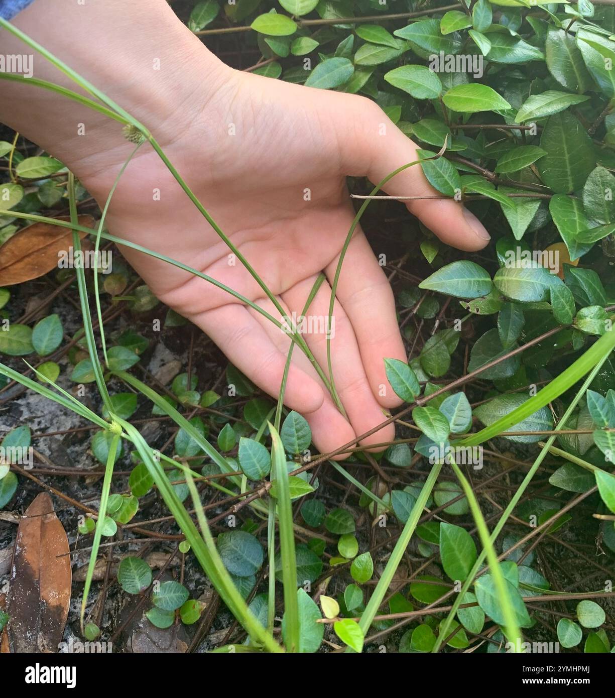 Shortleaf Spikesedge (Cyperus brevifolius Stock Photo - Alamy