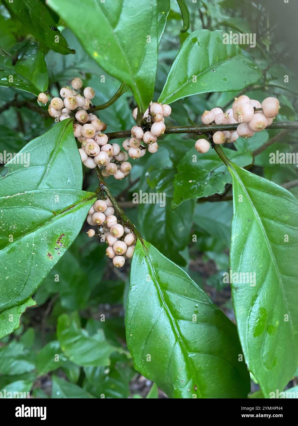 Japanese Maesa (Maesa japonica Stock Photo - Alamy