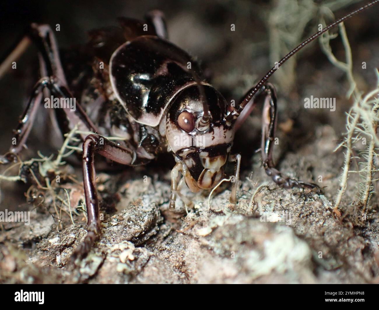 Great Grig (Cyphoderris monstrosa Stock Photo - Alamy